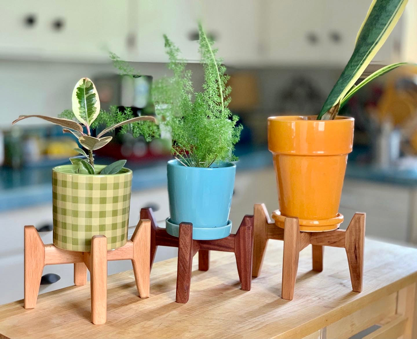 Plants – oregonhandcraft